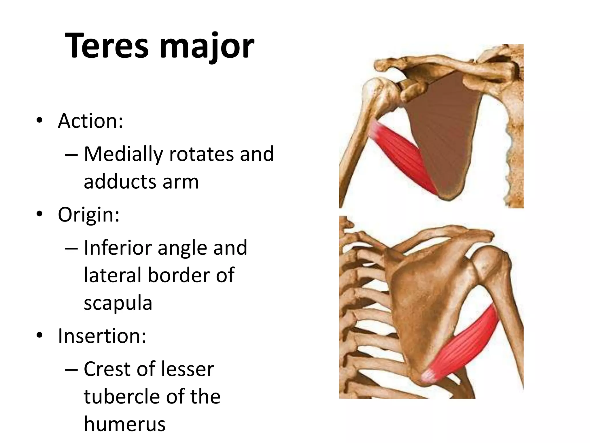 Upper limb muscles | PPTX