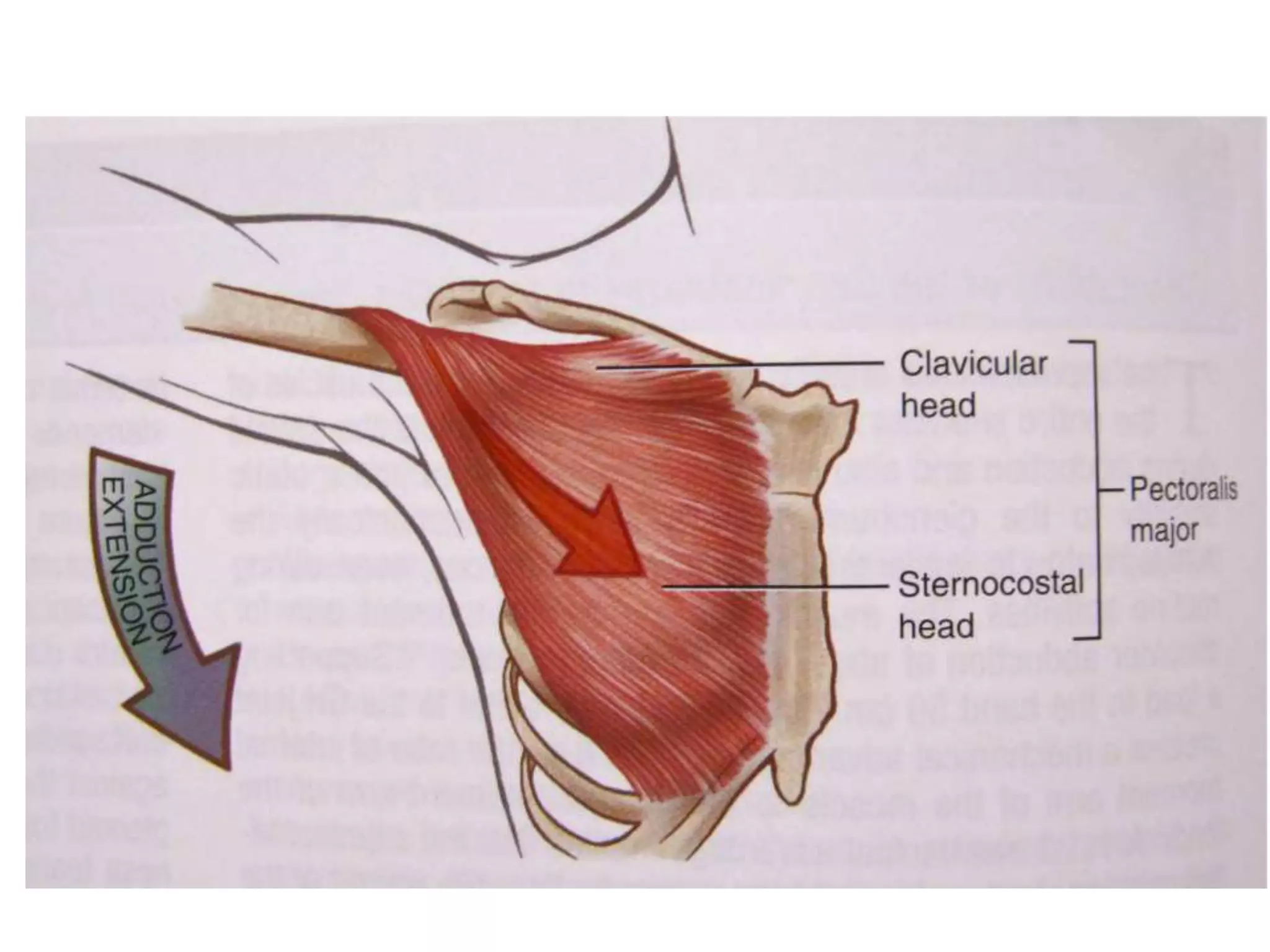 Upper limb muscles | PPTX