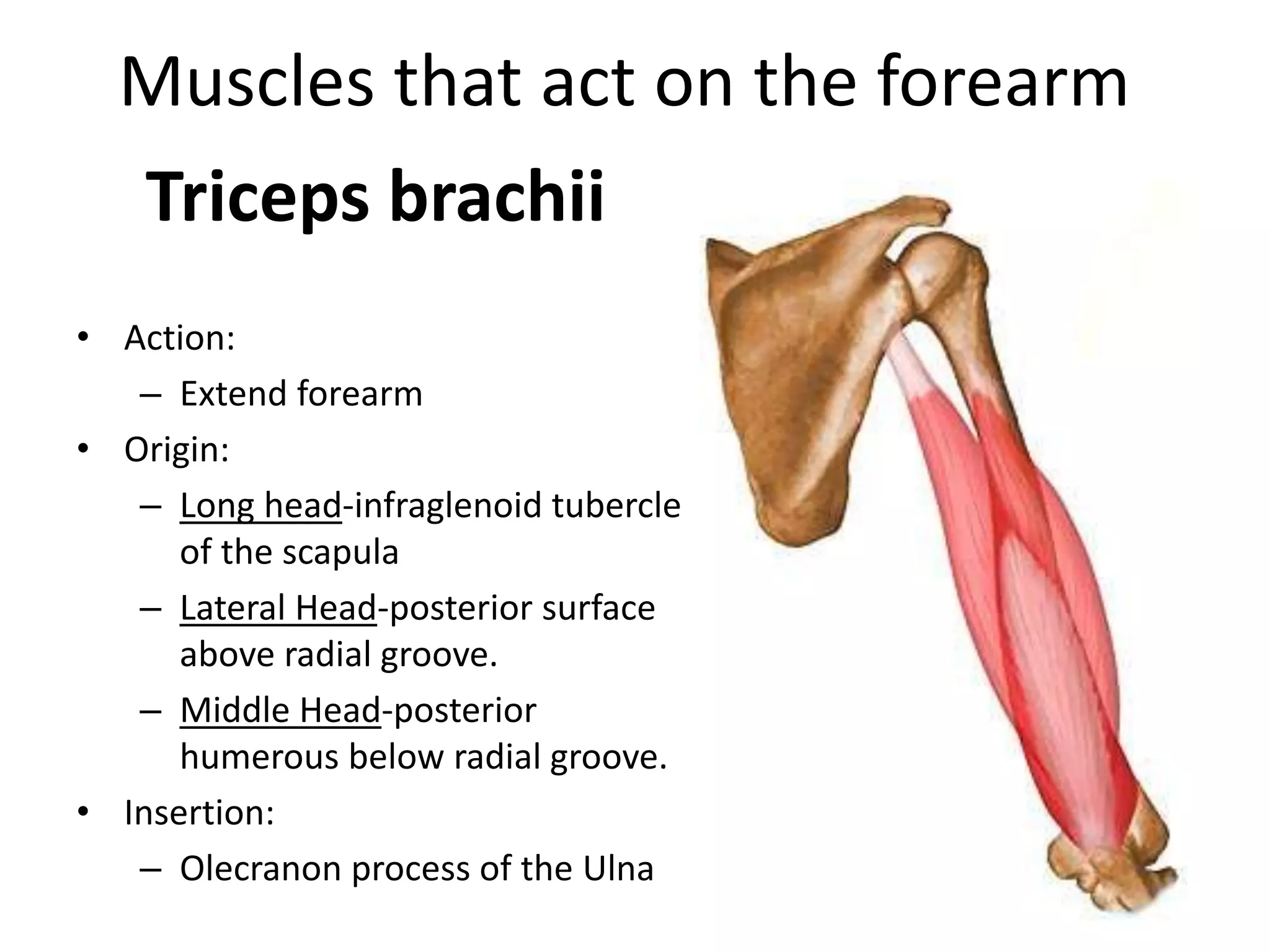 Upper limb muscles | PPTX