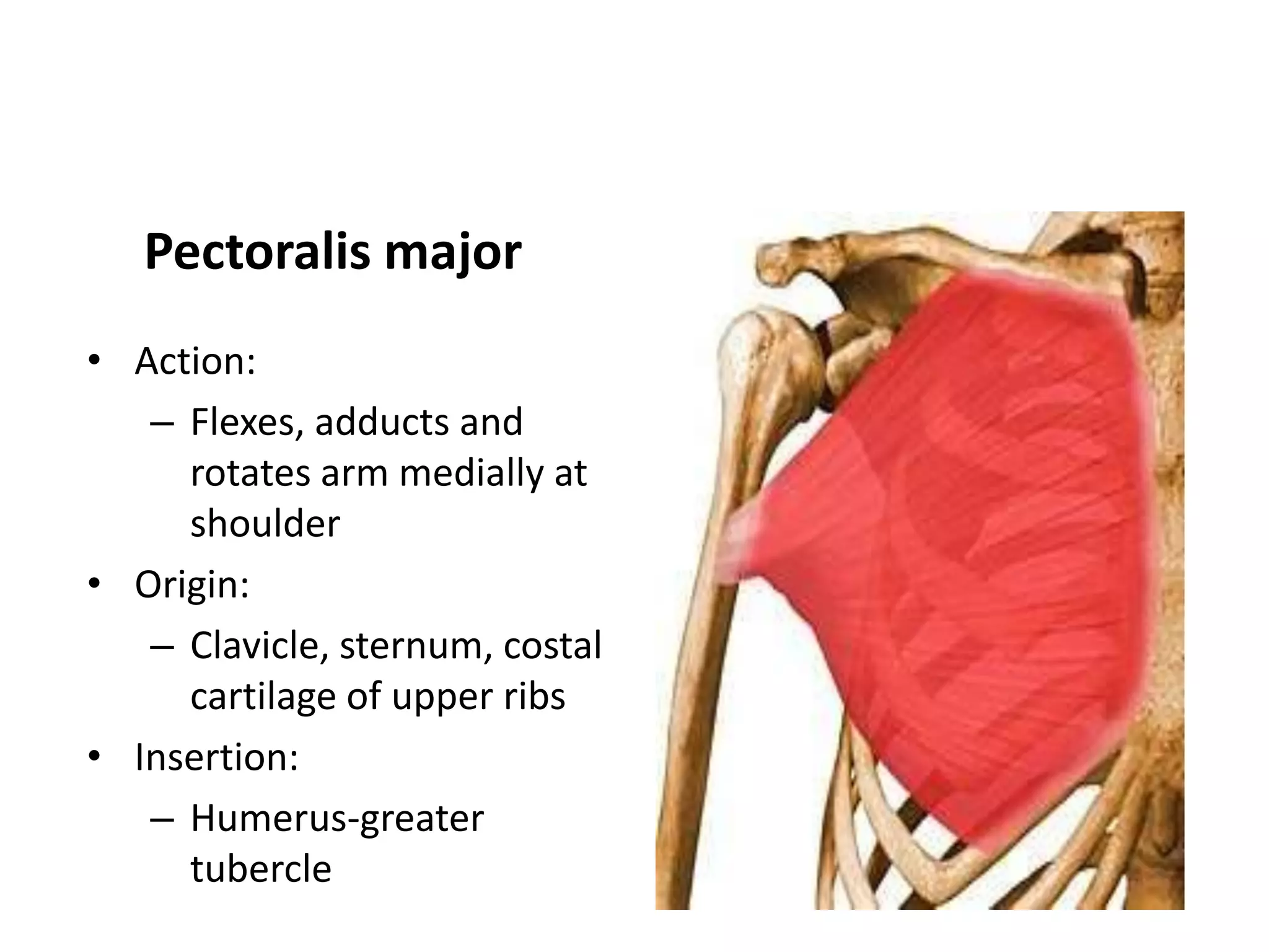 Upper limb muscles | PPTX