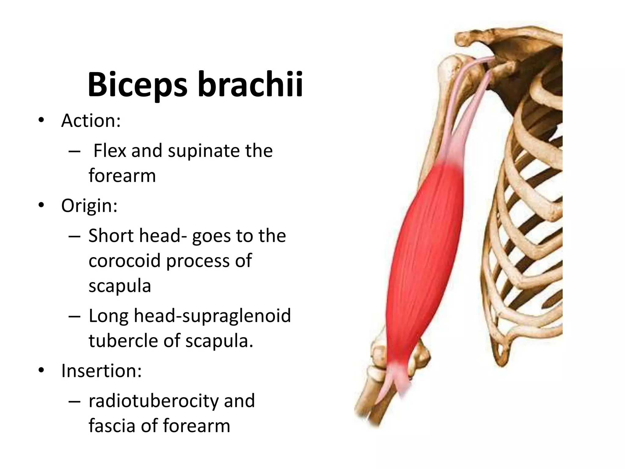 Upper limb muscles | PPTX