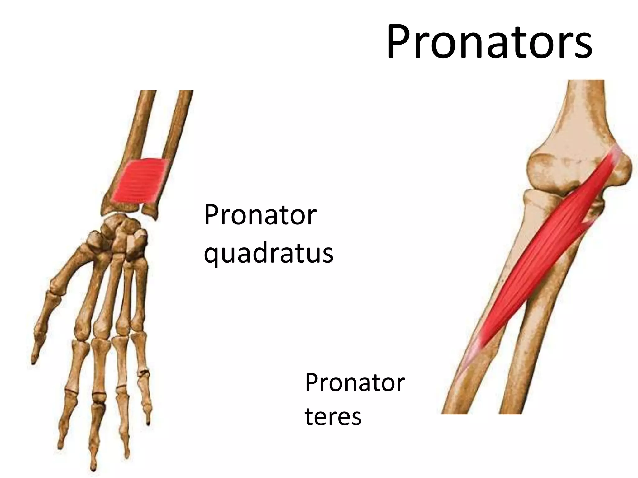 Upper limb muscles | PPTX