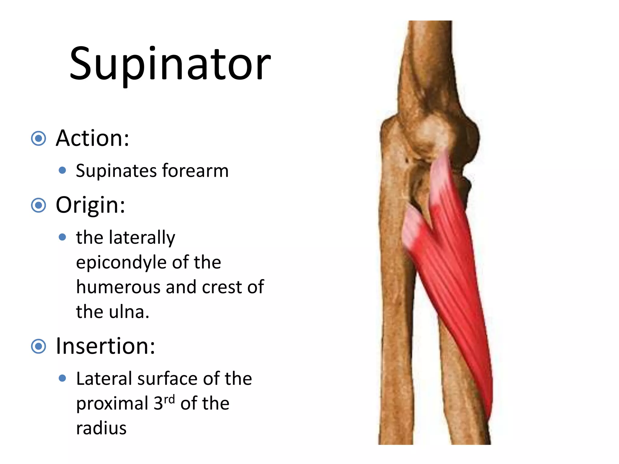 Upper limb muscles | PPTX