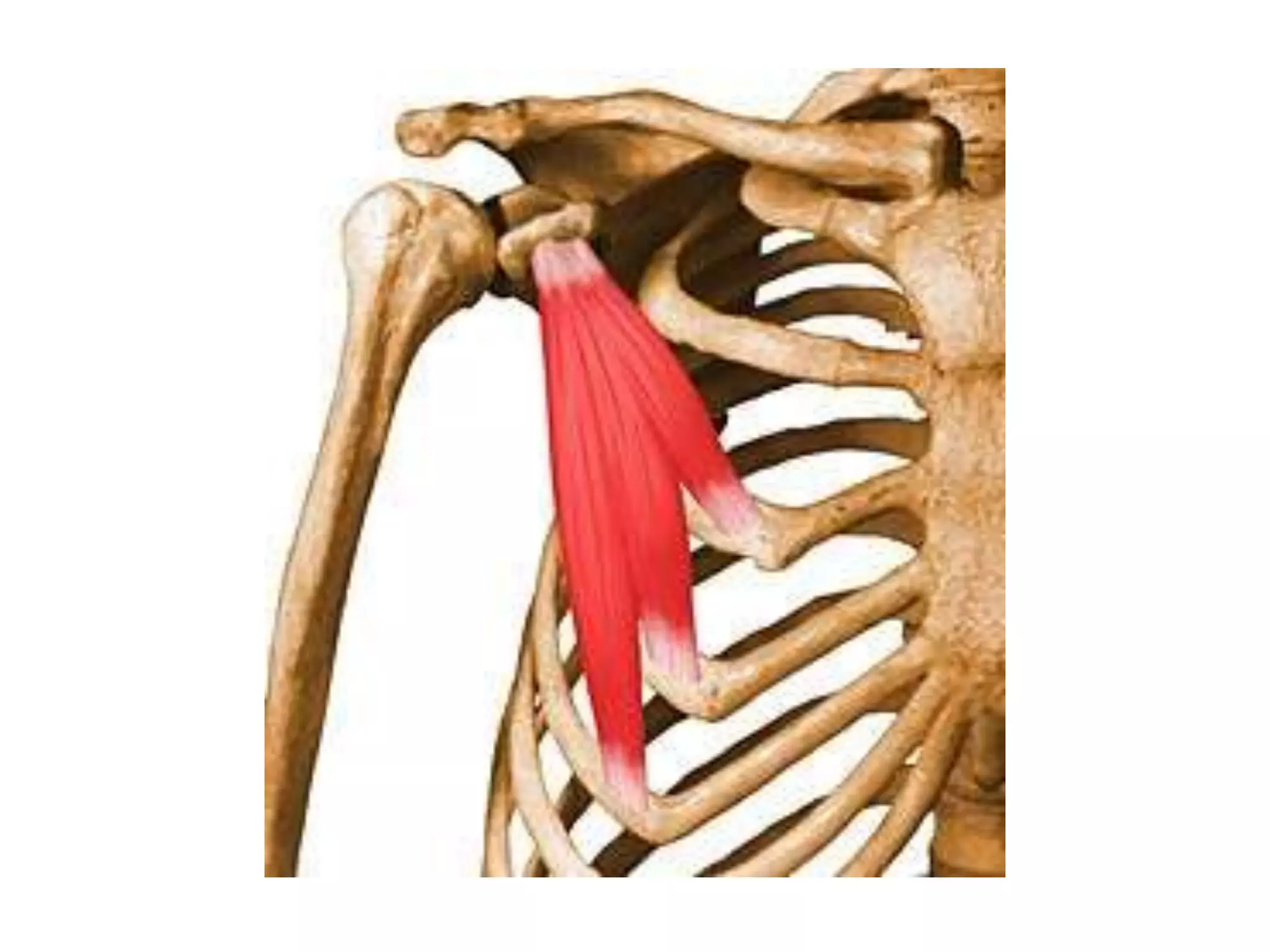 Upper limb muscles | PPTX
