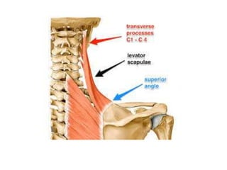 Upper limb muscles | PPTX