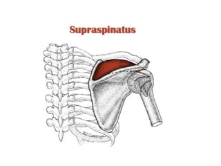 Upper limb muscles | PPTX