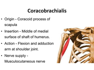 Upper limb muscles | PPTX