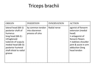 Upper limb muscles | PPTX