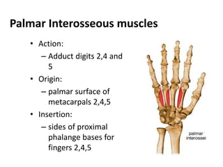 Upper limb muscles | PPTX