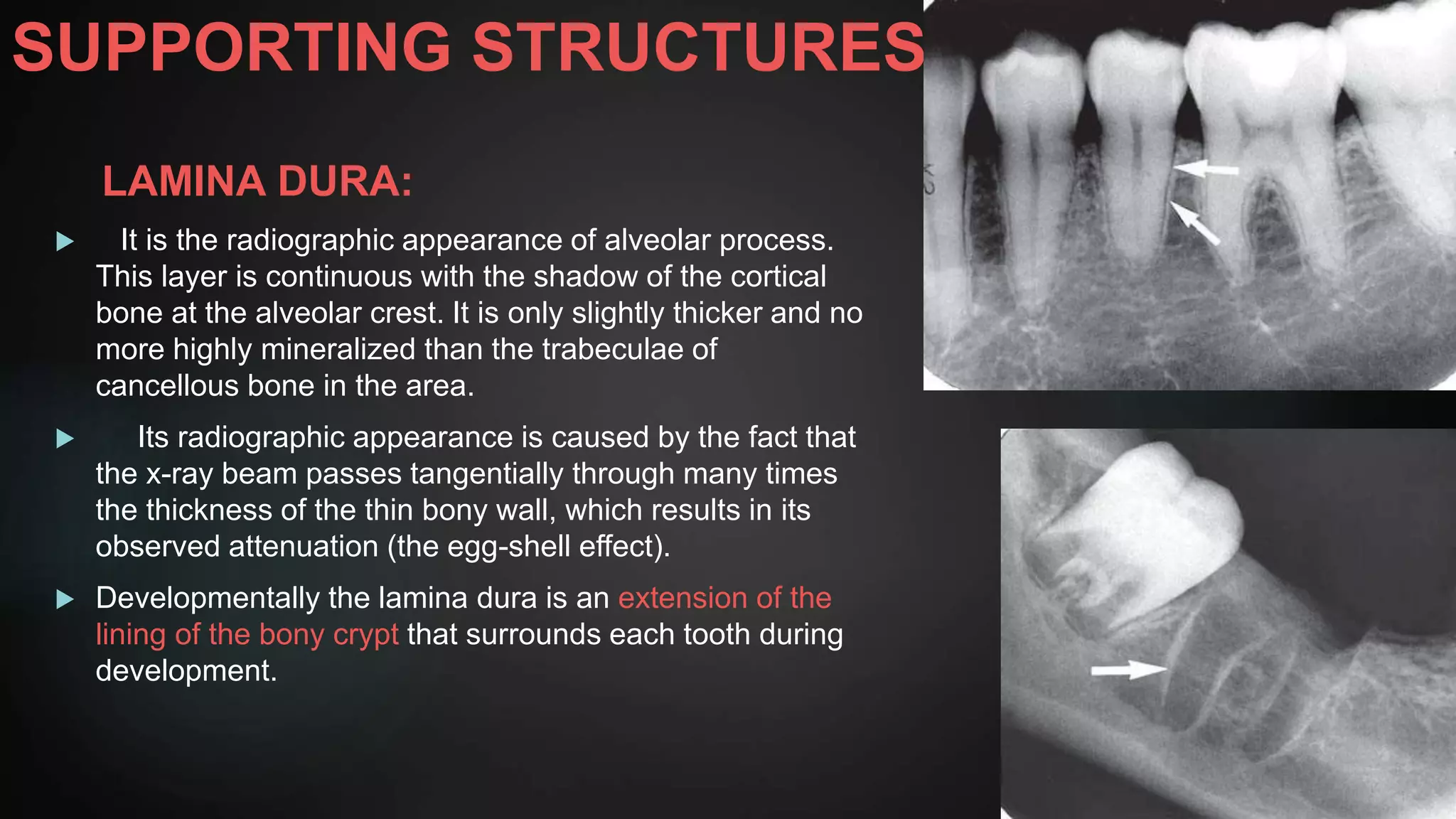 3 normal anatomy IOPA.pptx