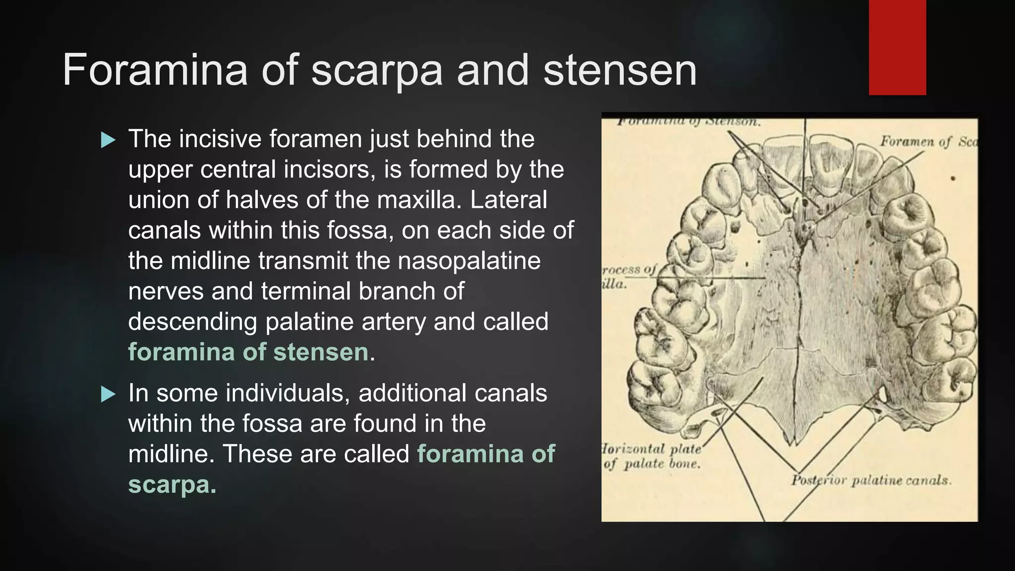 3 normal anatomy IOPA.pptx