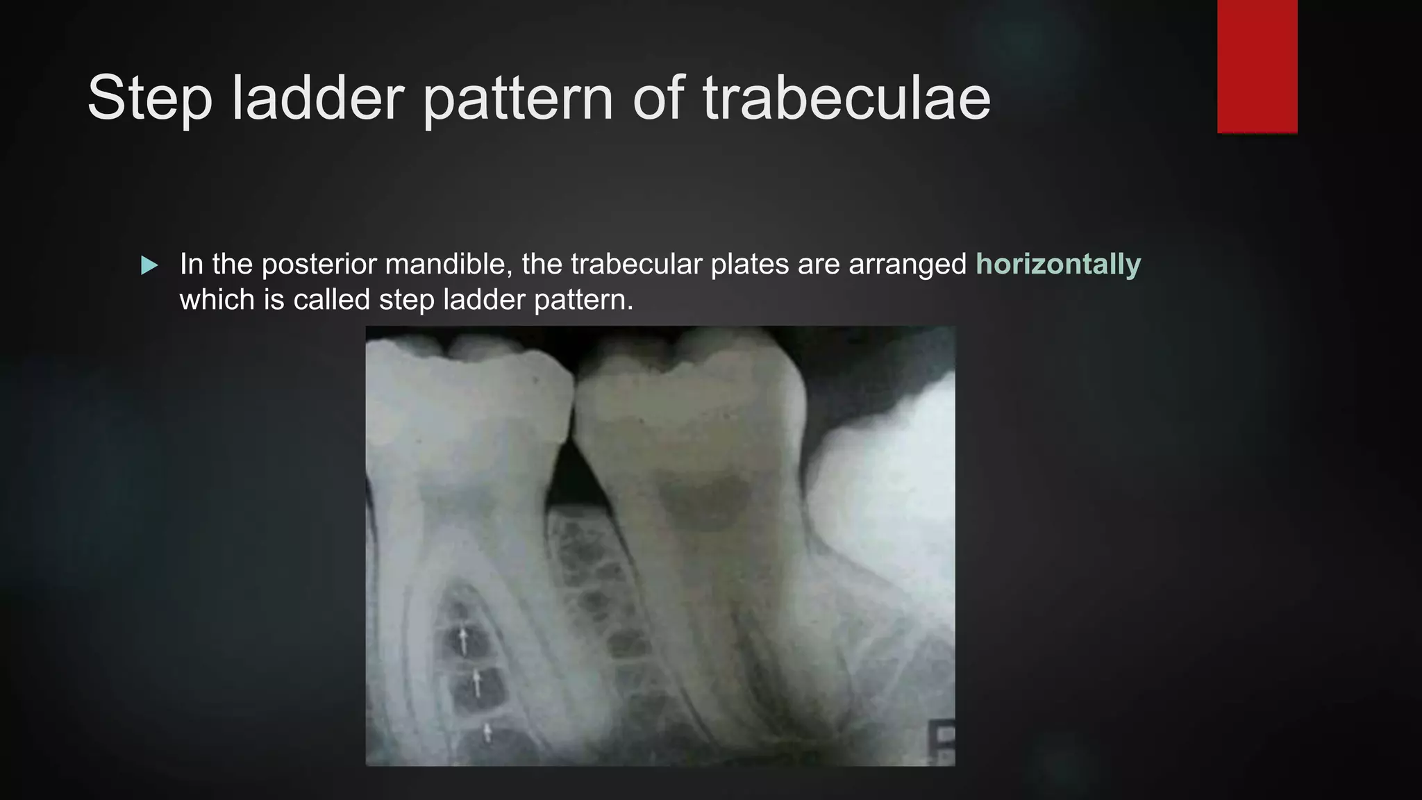 3 normal anatomy IOPA.pptx