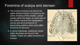 3 normal anatomy IOPA.pptx
