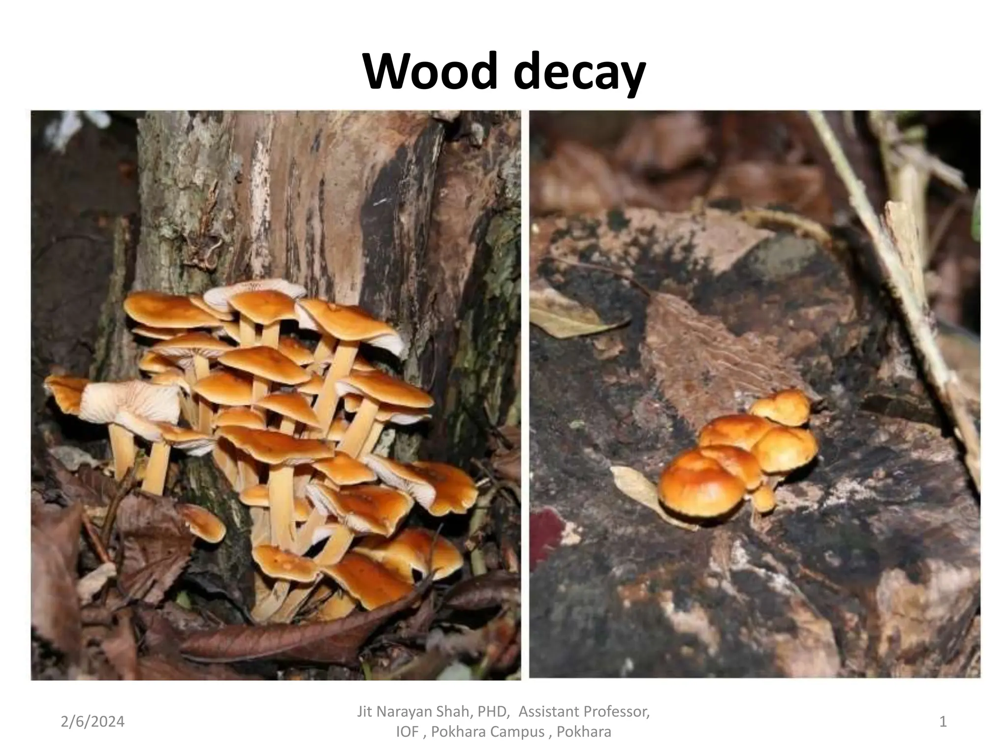 Presentation slide of protection Bsc forestry | PPT