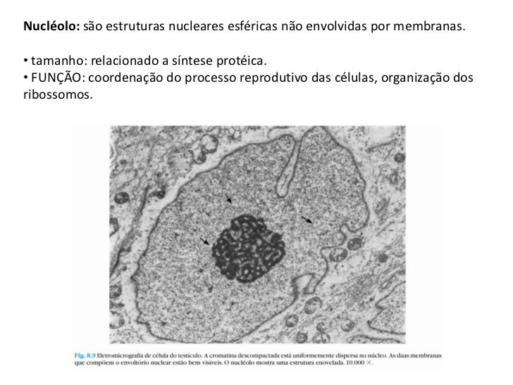3 nucleo