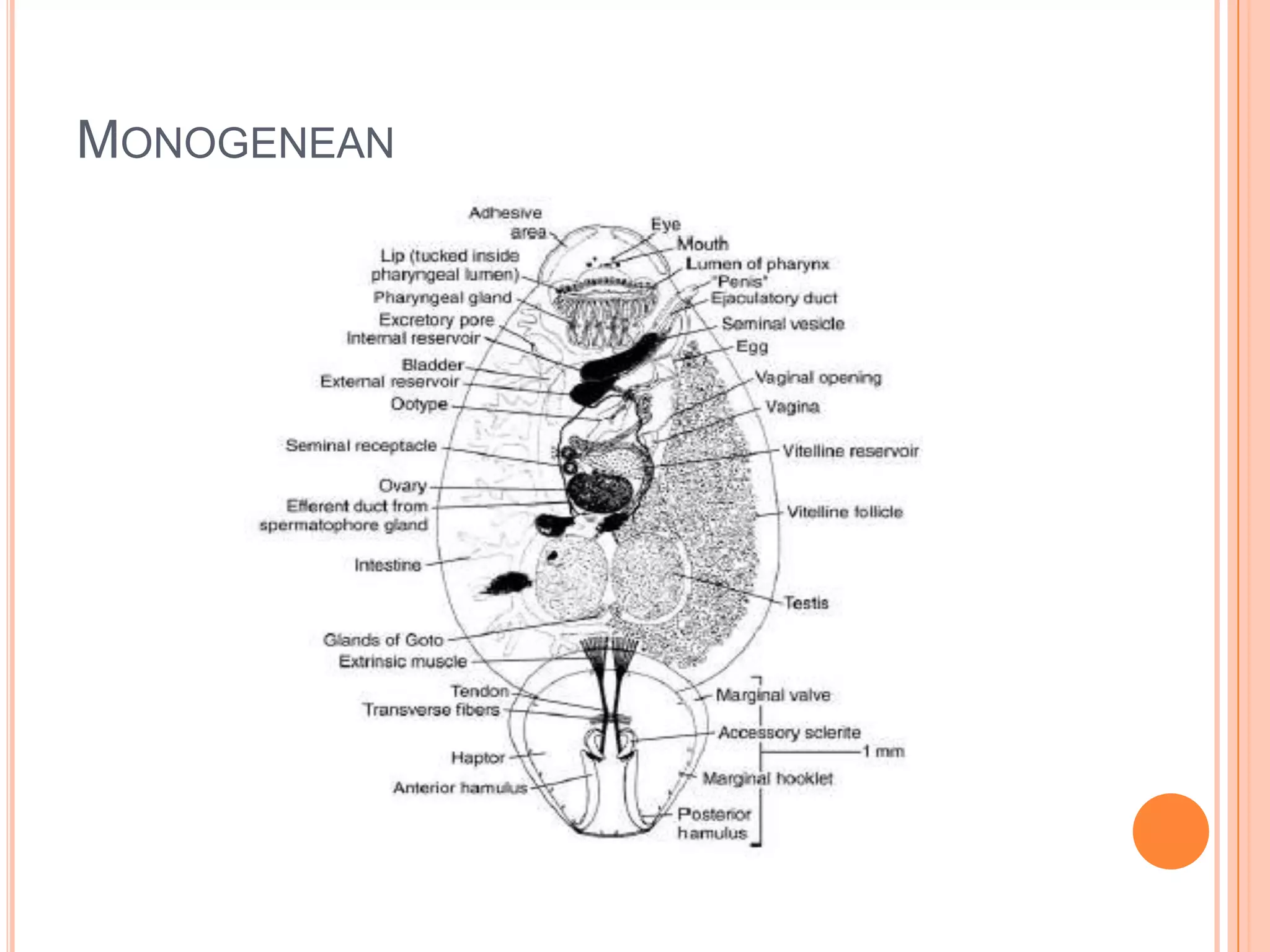 3 nutrition and es of parasites trematode, cestode and acanthocephalan ...