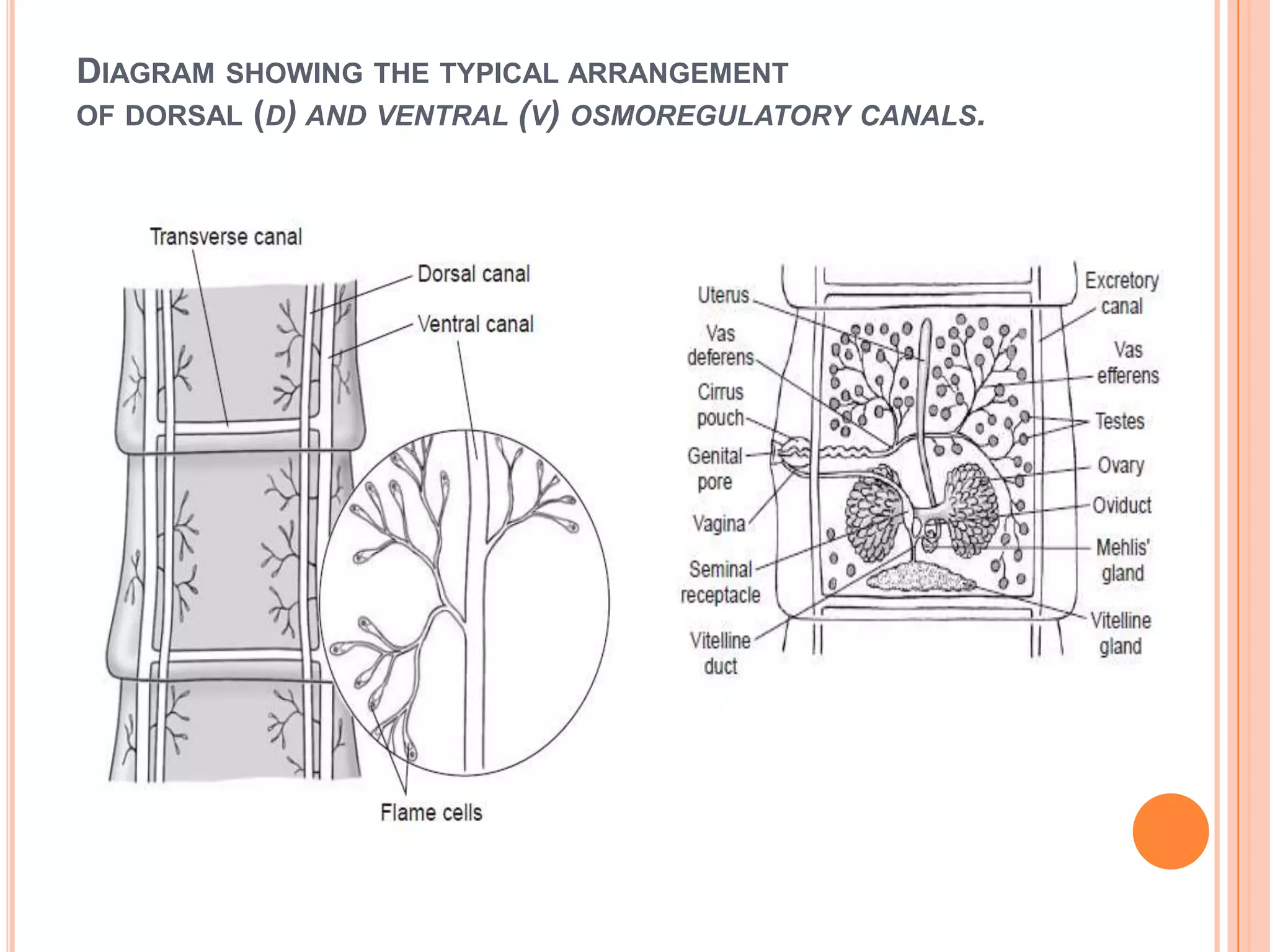3 nutrition and es of parasites trematode, cestode and acanthocephalan ...
