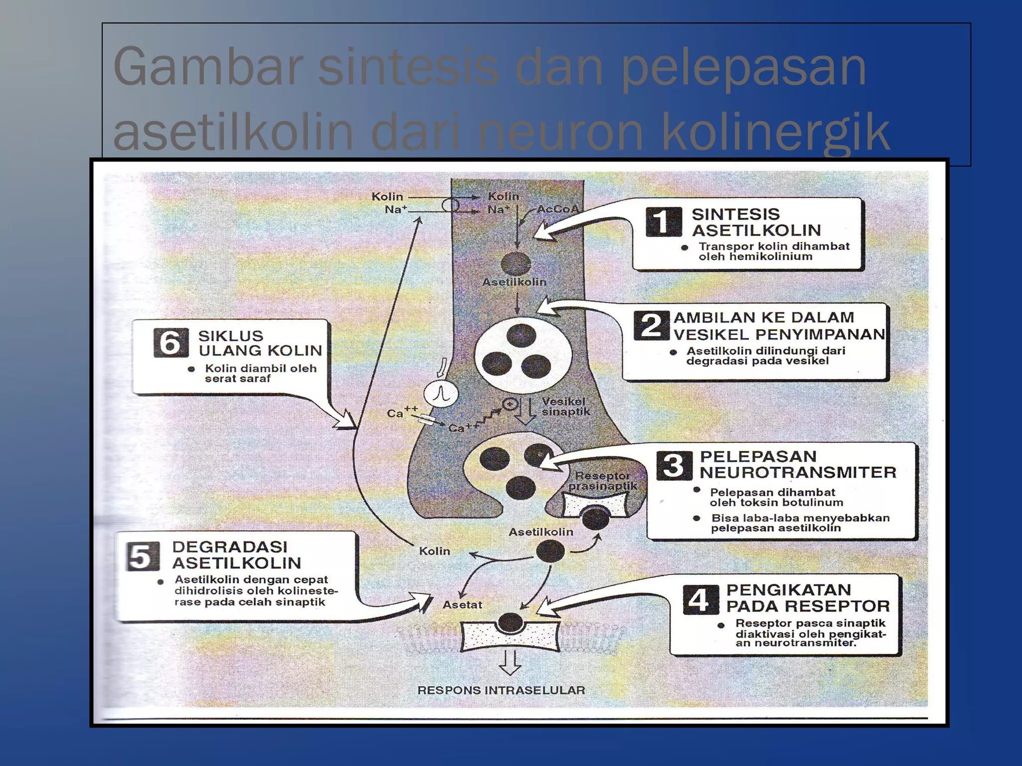 (3) obat obat kolinergik | PPT