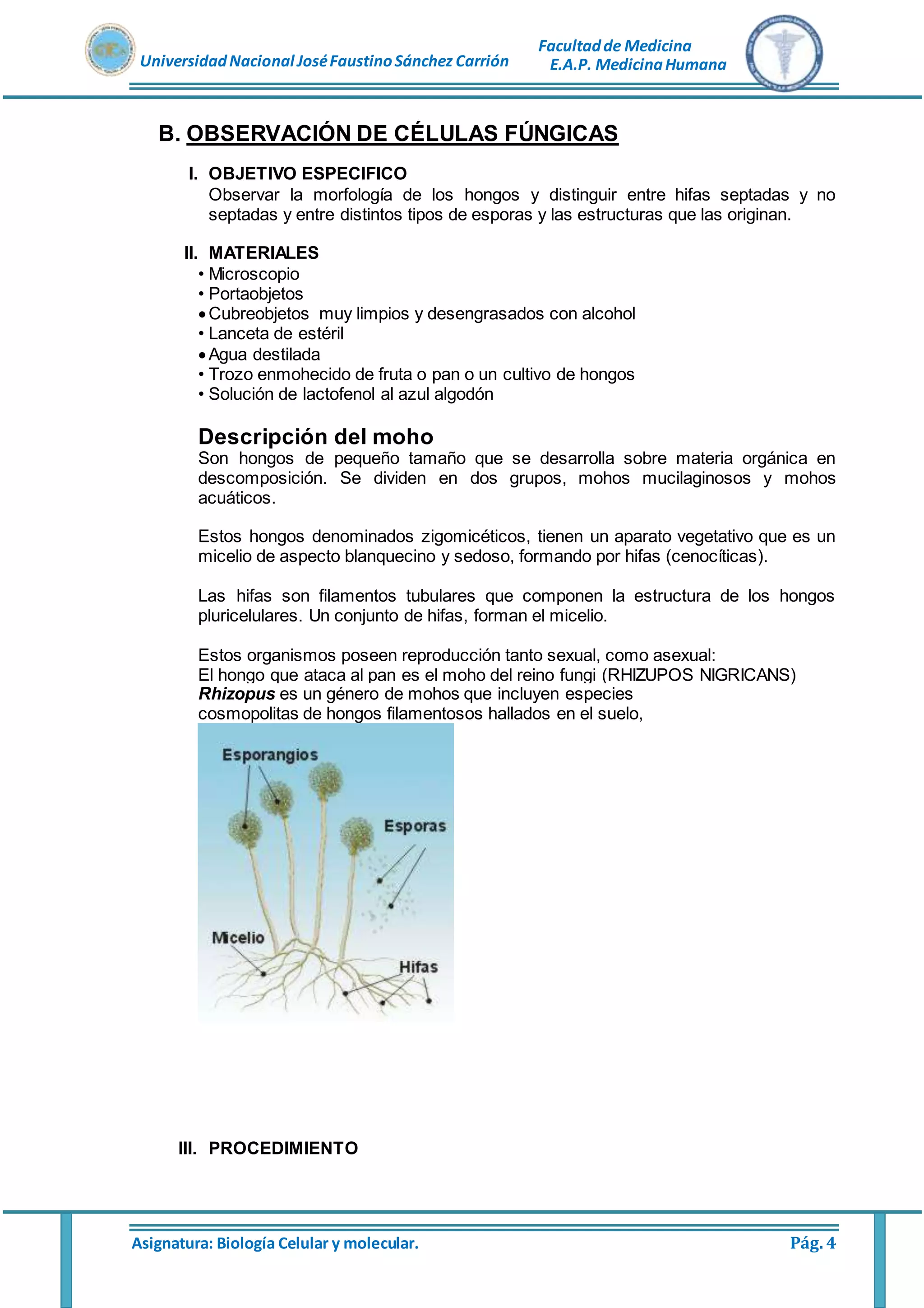 Observación de Células | DOCX | Biological Sciences | Science