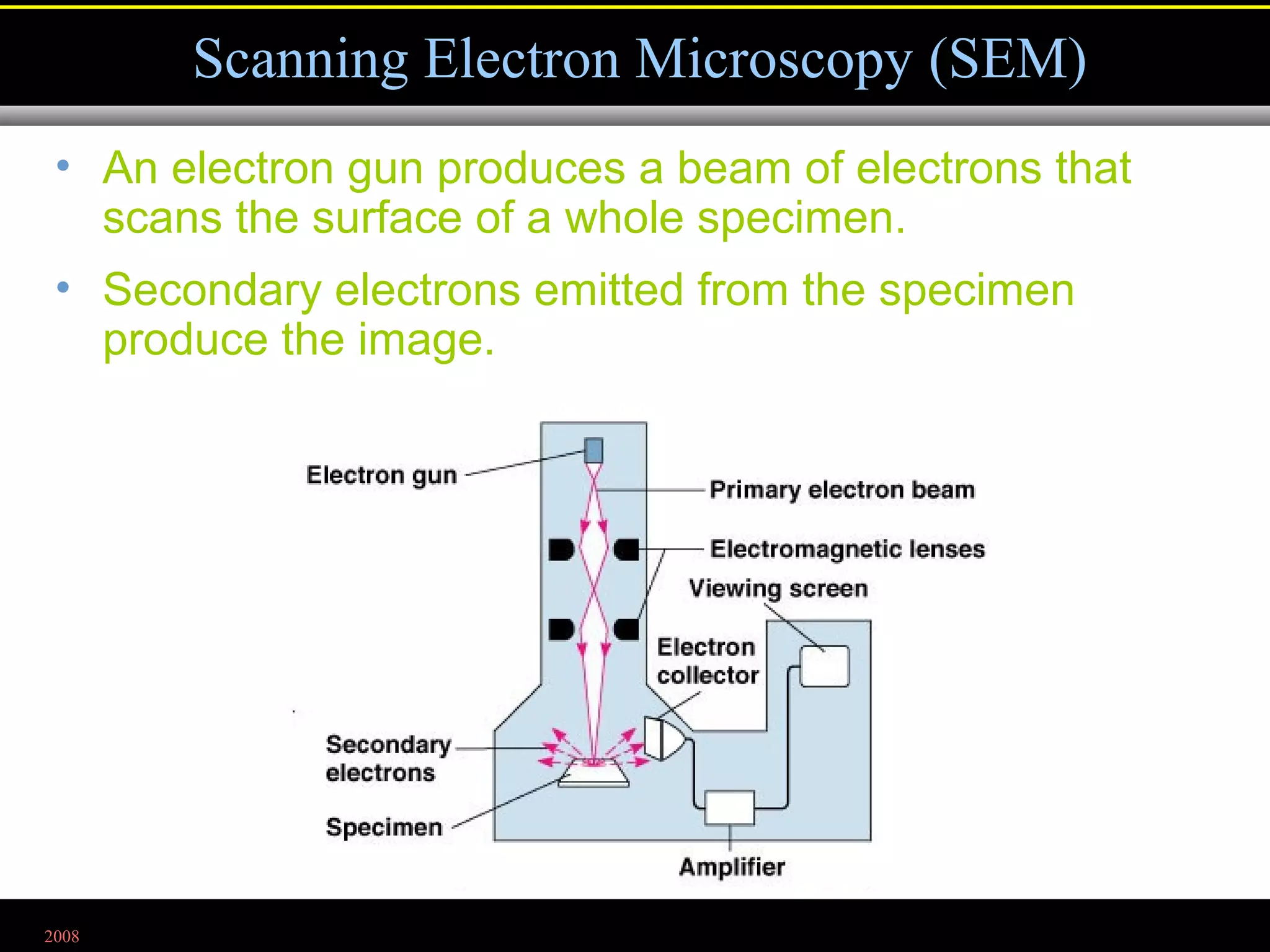 observing microorganisms_through_a_microscope | PPT