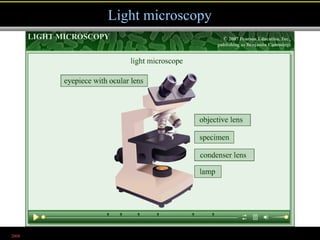 observing microorganisms_through_a_microscope | PPT
