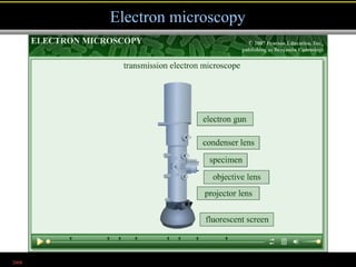 observing microorganisms_through_a_microscope | PPT