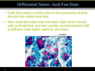 observing microorganisms_through_a_microscope | PPT