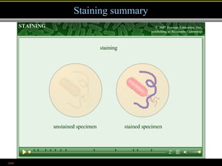 observing microorganisms_through_a_microscope | PPT