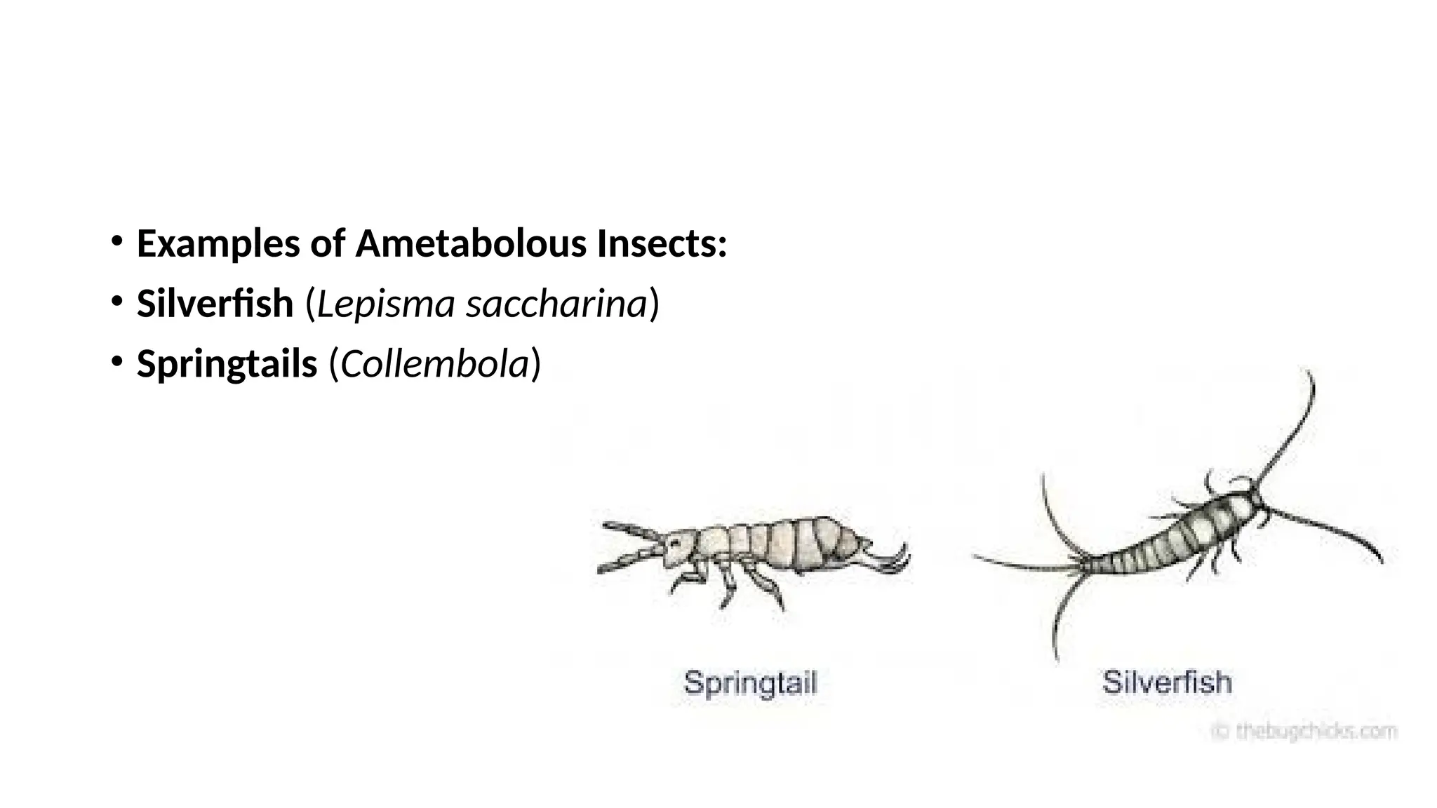 Metamorphosis in Insects, Types and stages | PPT