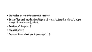 Metamorphosis in Insects, Types and stages | PPTX