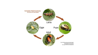 Metamorphosis in Insects, Types and stages | PPT