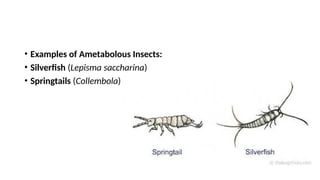 Metamorphosis in Insects, Types and stages | PPT