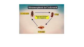 Metamorphosis in Insects, Types and stages | PPT
