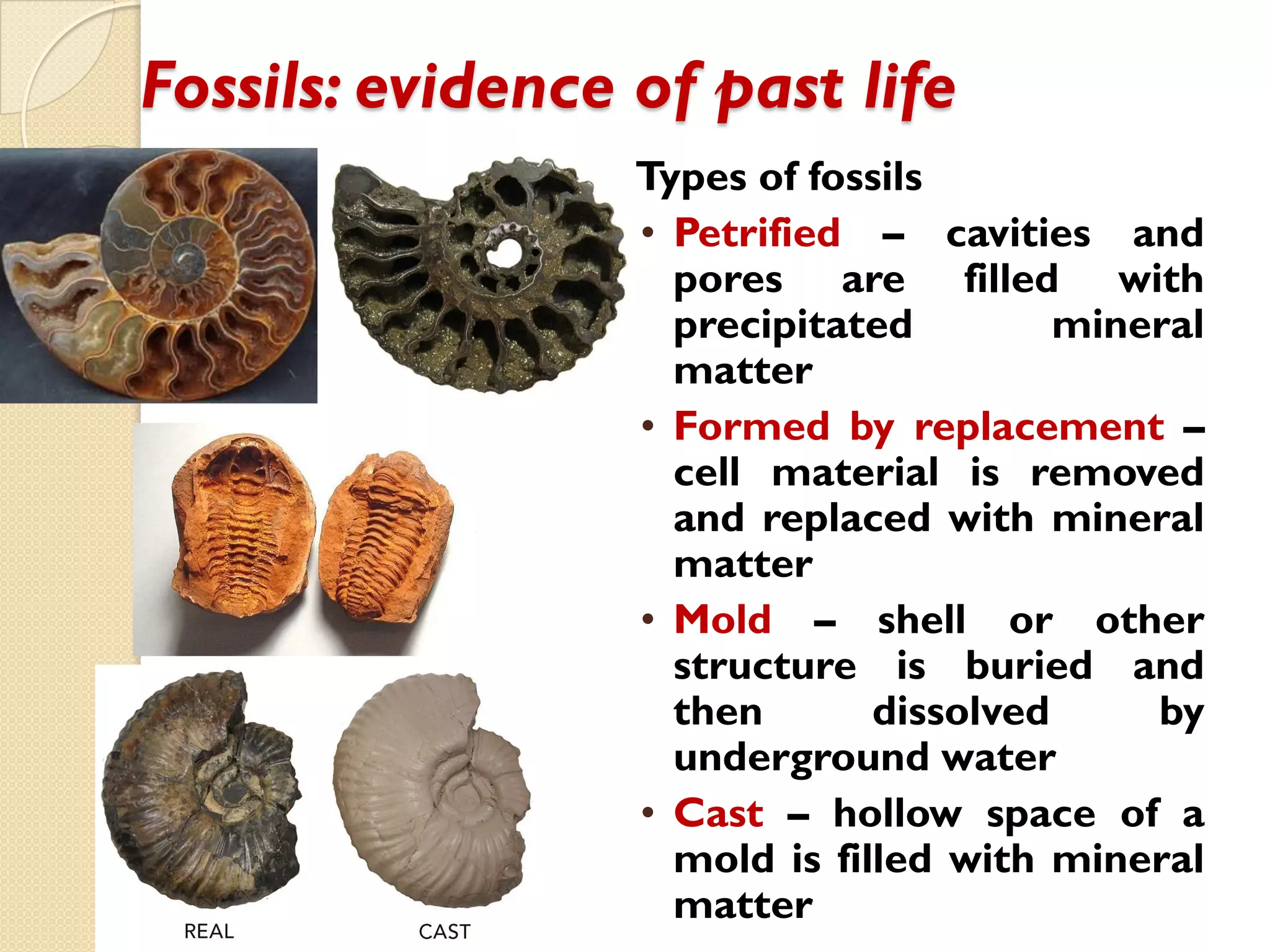 Origin of life | PDF