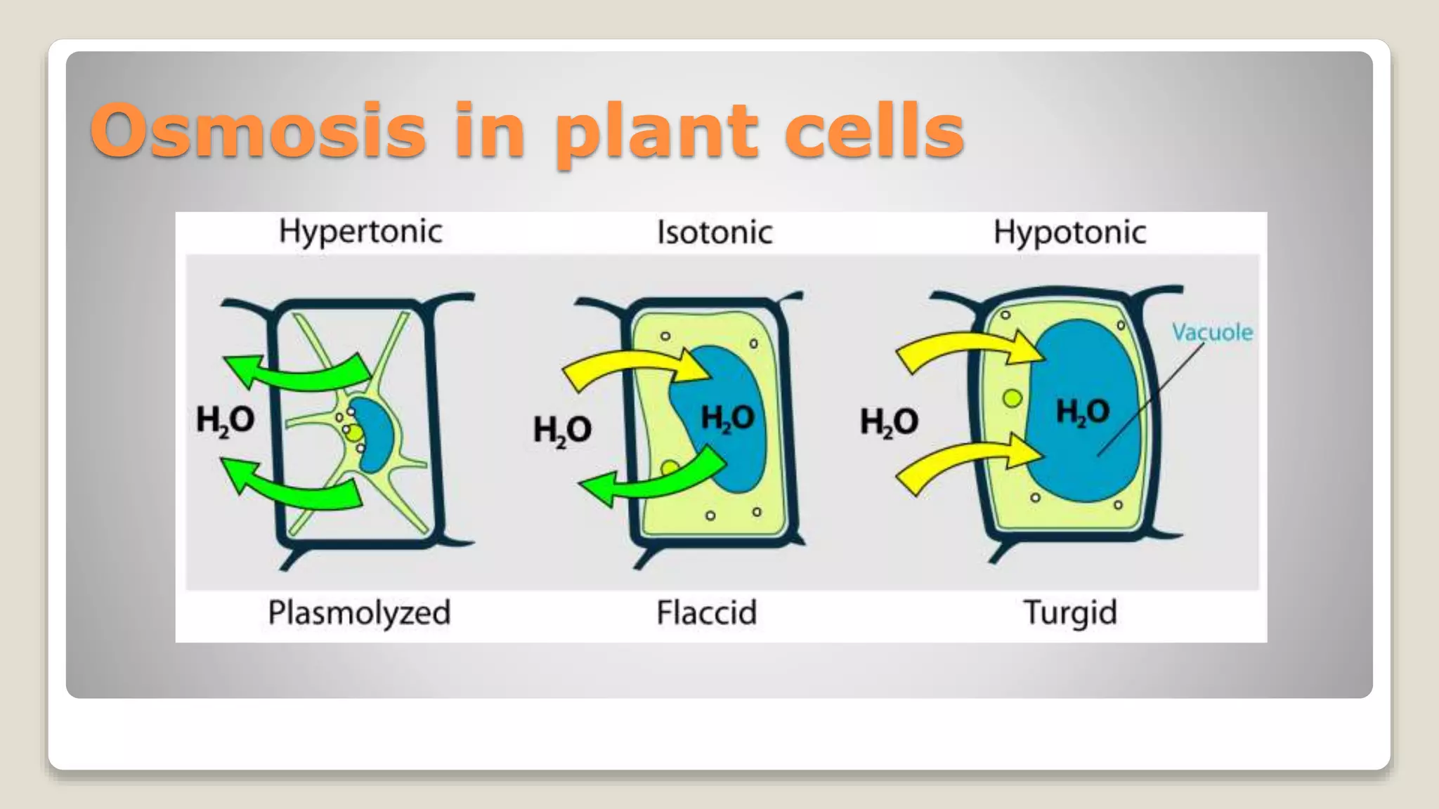 AS Biology - Osmosis | PPT