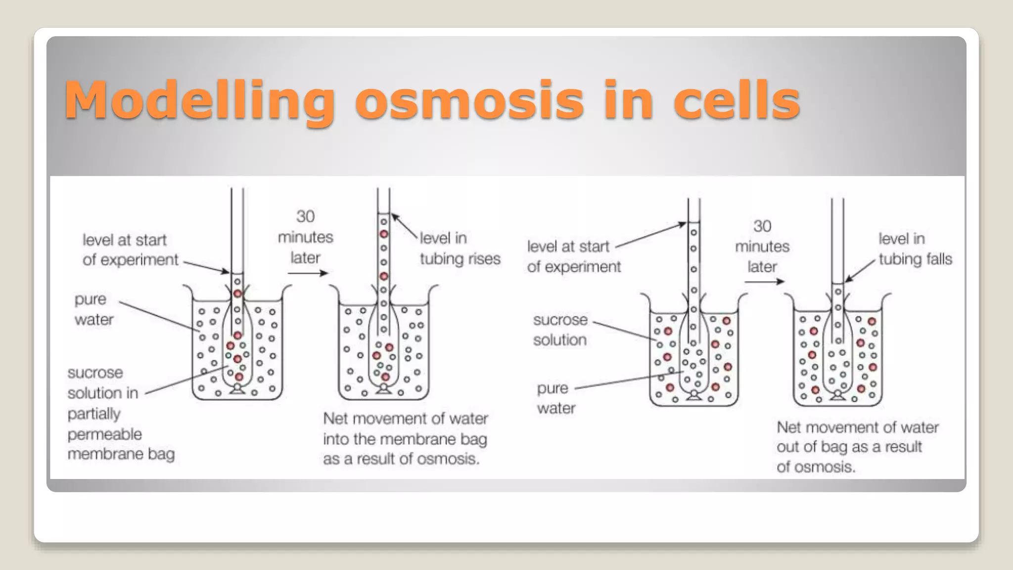AS Biology - Osmosis | PPT