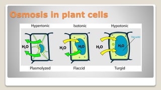 AS Biology - Osmosis | PPT