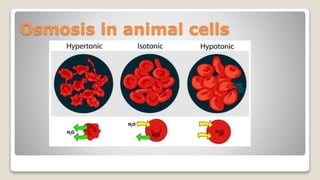 AS Biology - Osmosis | PPT