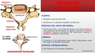 Osteología Cervical | PPTX
