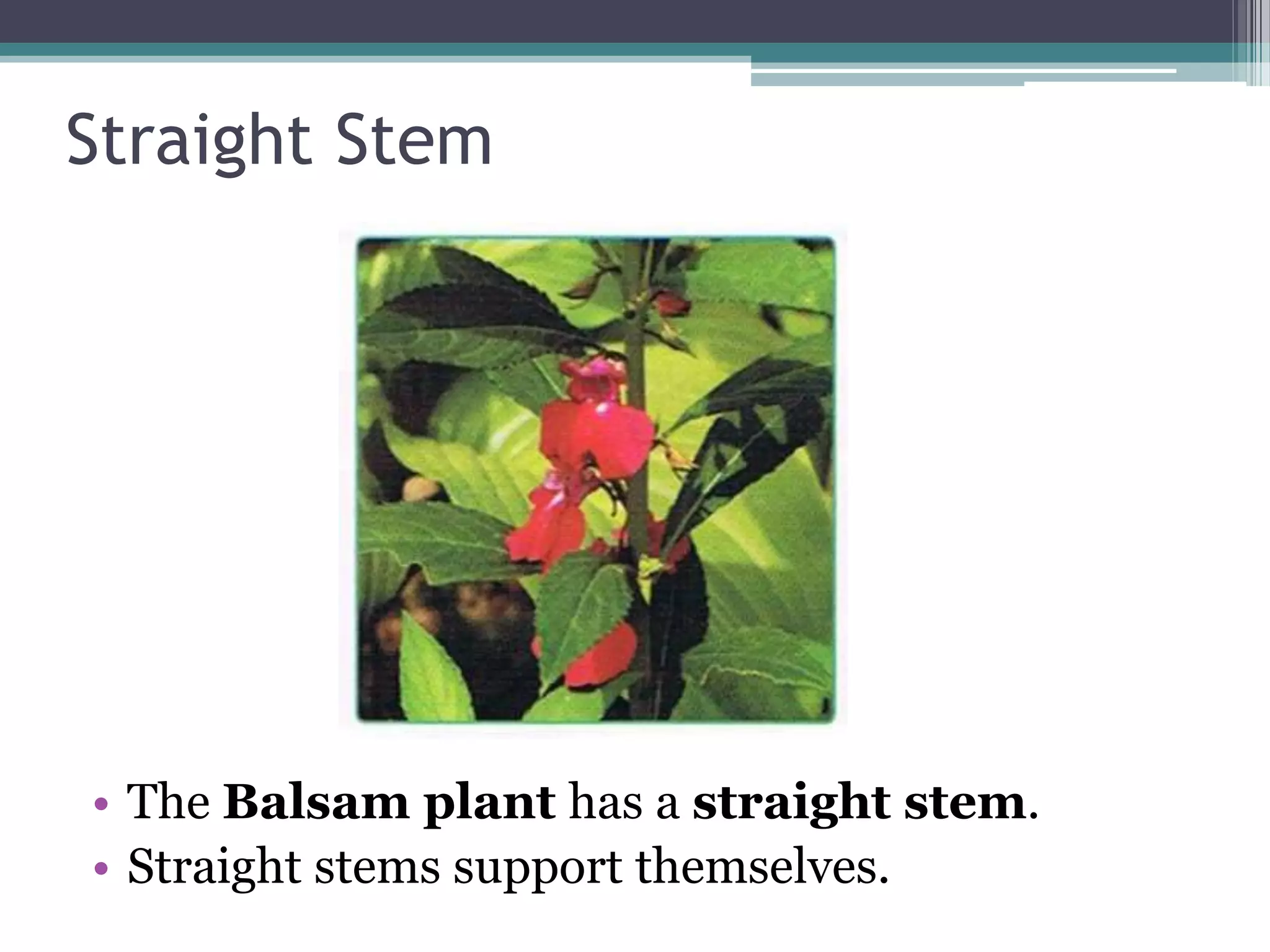 U4 l4 types of roots | PPT