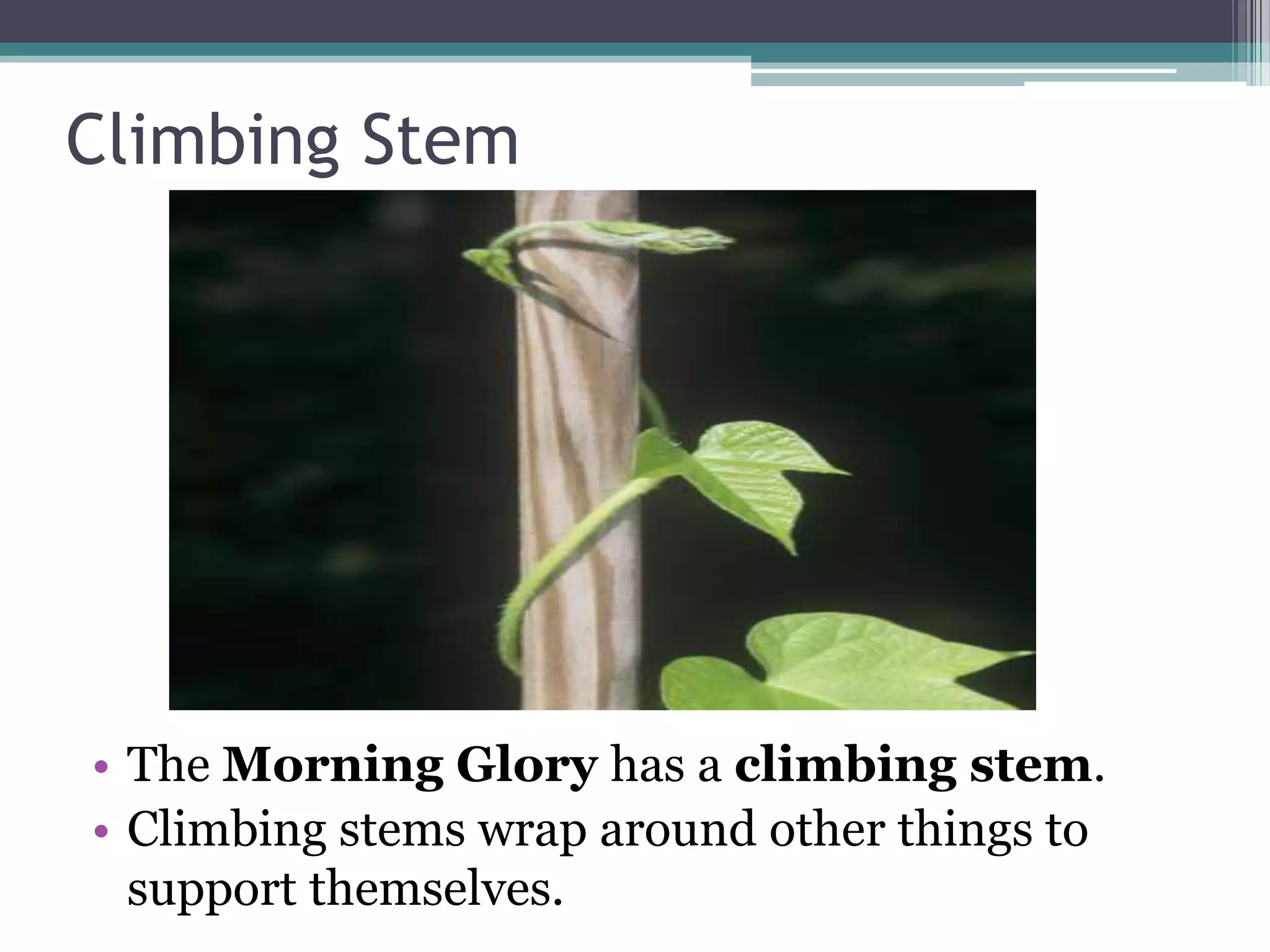 U4 l4 types of roots | PPT