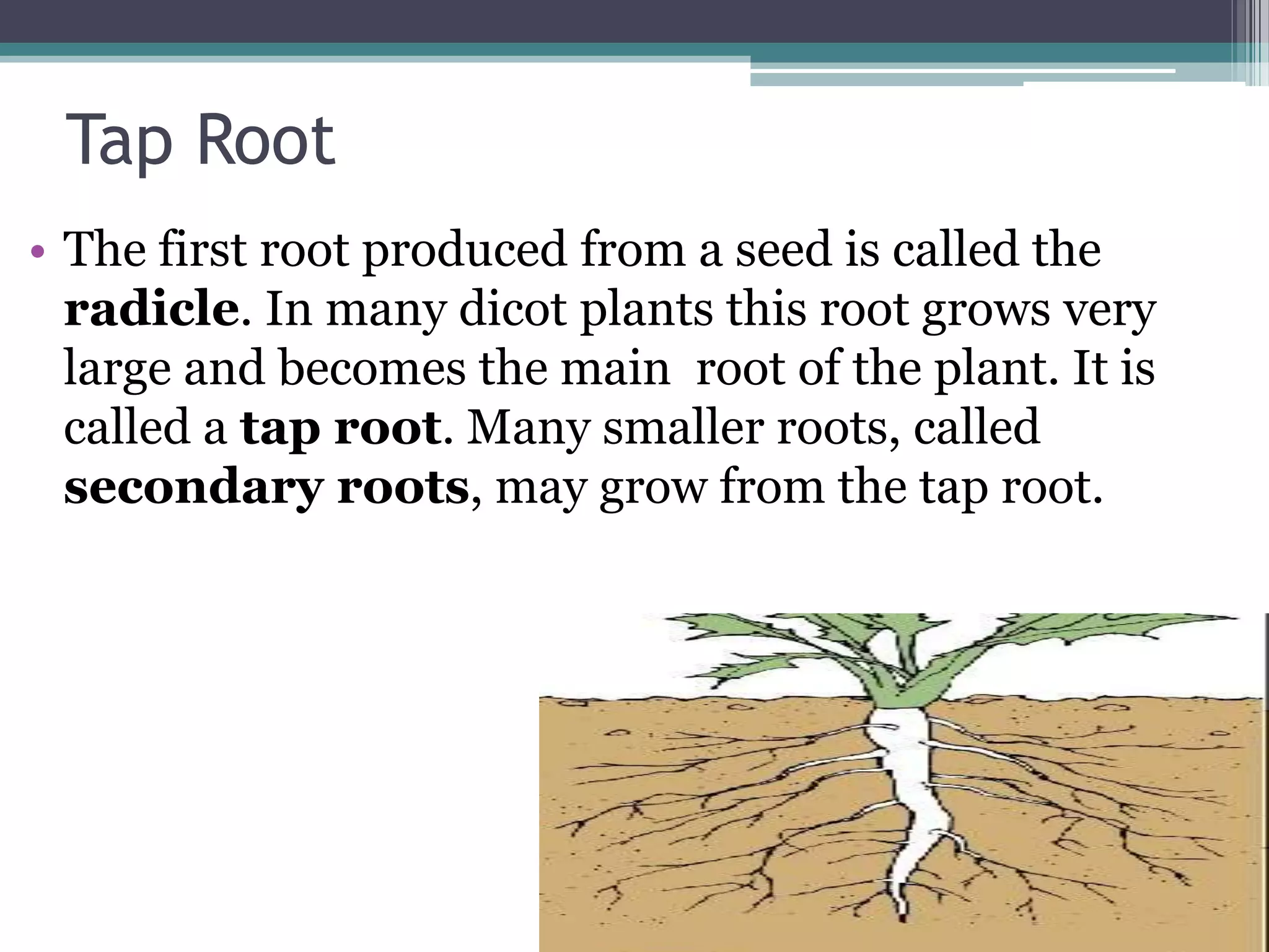 U4 l4 types of roots | PPT