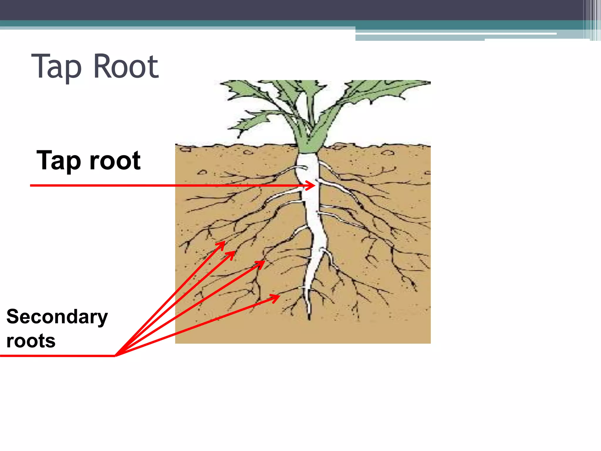 U4 l4 types of roots | PPT