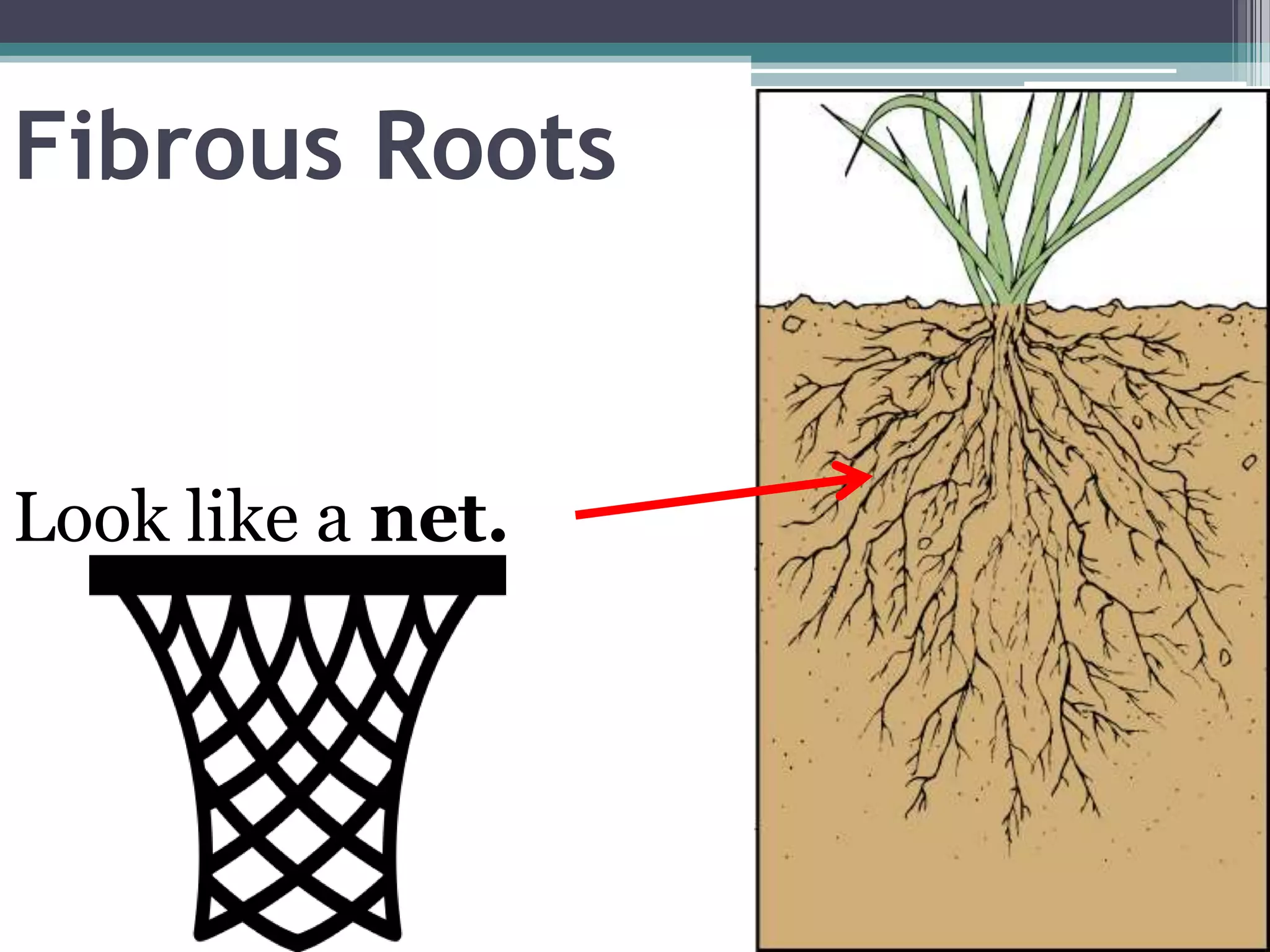 U4 l4 types of roots | PPT