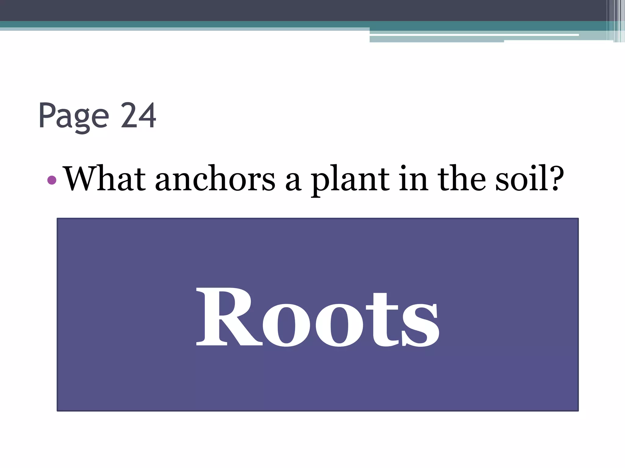 U4 l4 types of roots | PPT