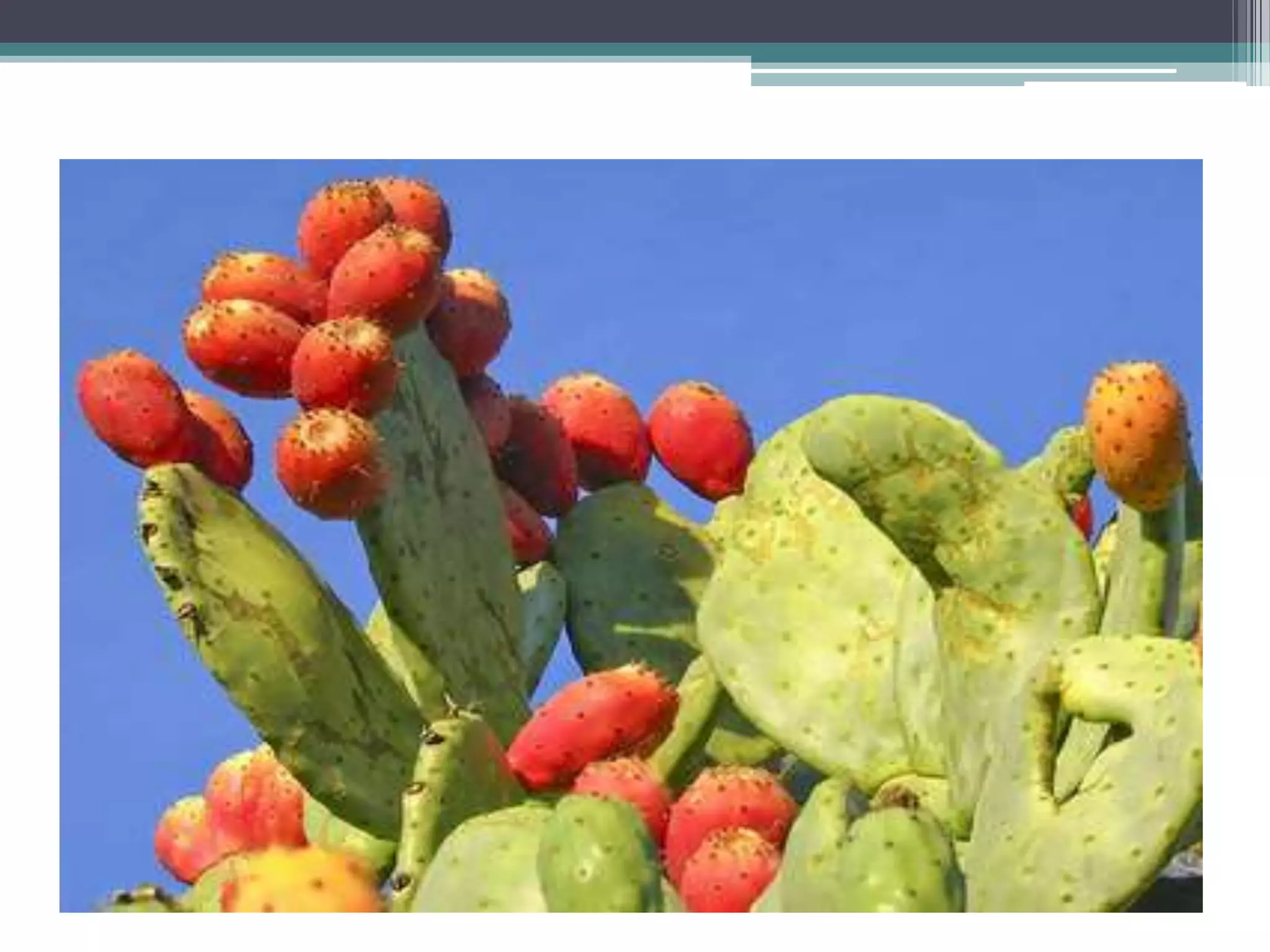 U4 l4 types of roots | PPT