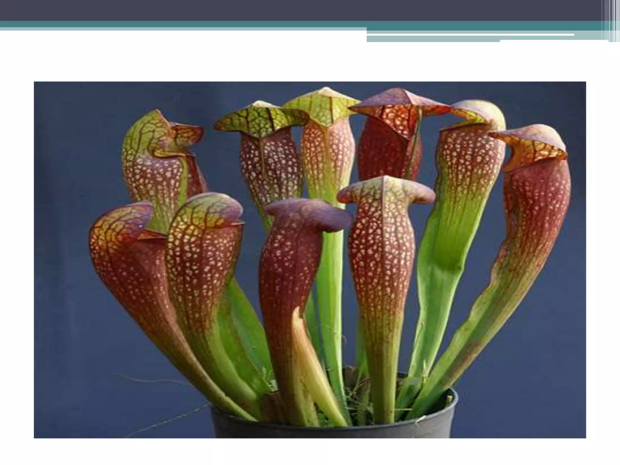 U4 l4 types of roots | PPT