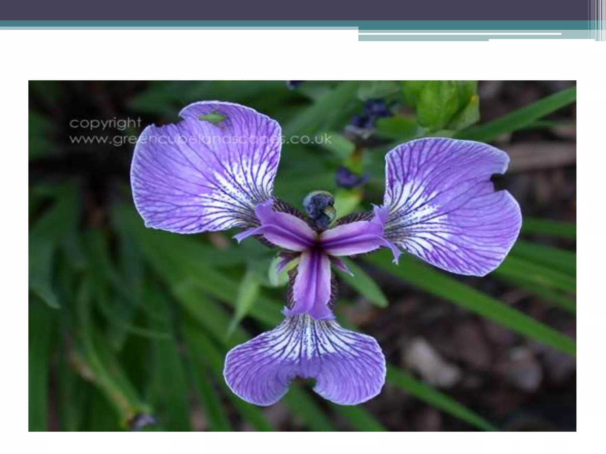 U4 l4 types of roots | PPT