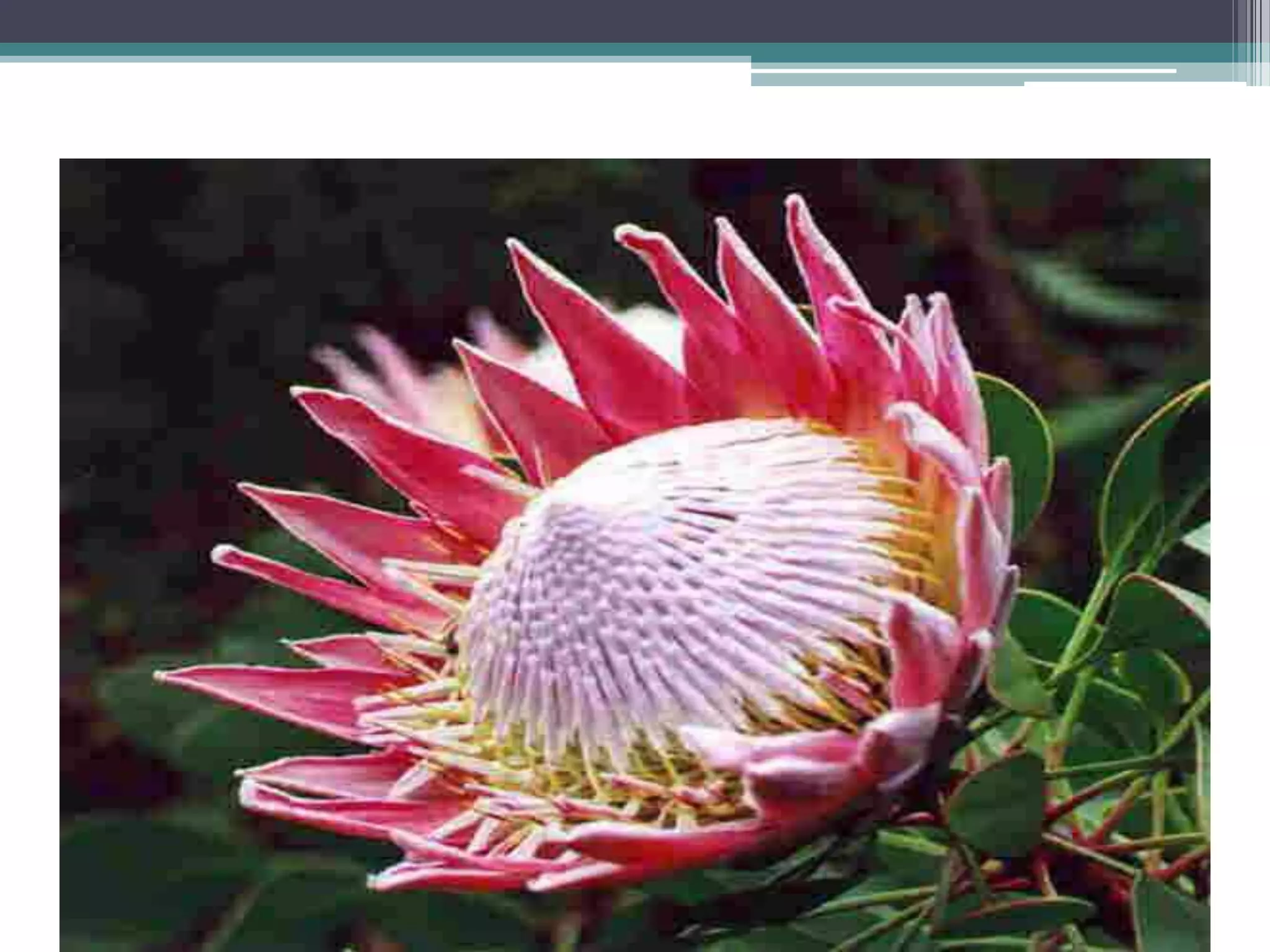 U4 l4 types of roots | PPT