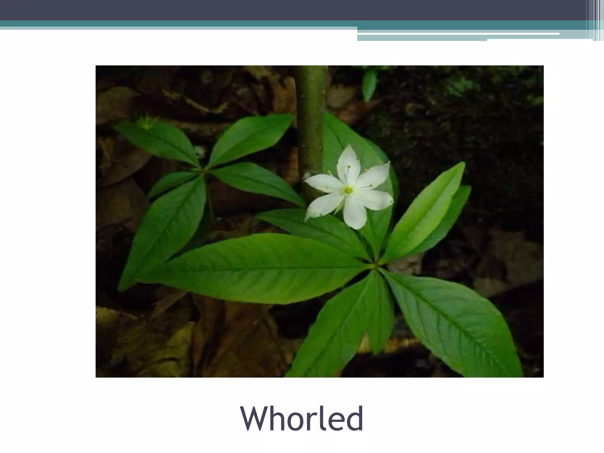 U4 l4 types of roots | PPT